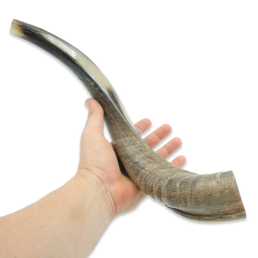 Shofar - Yemenite Small - Galilee Calendars